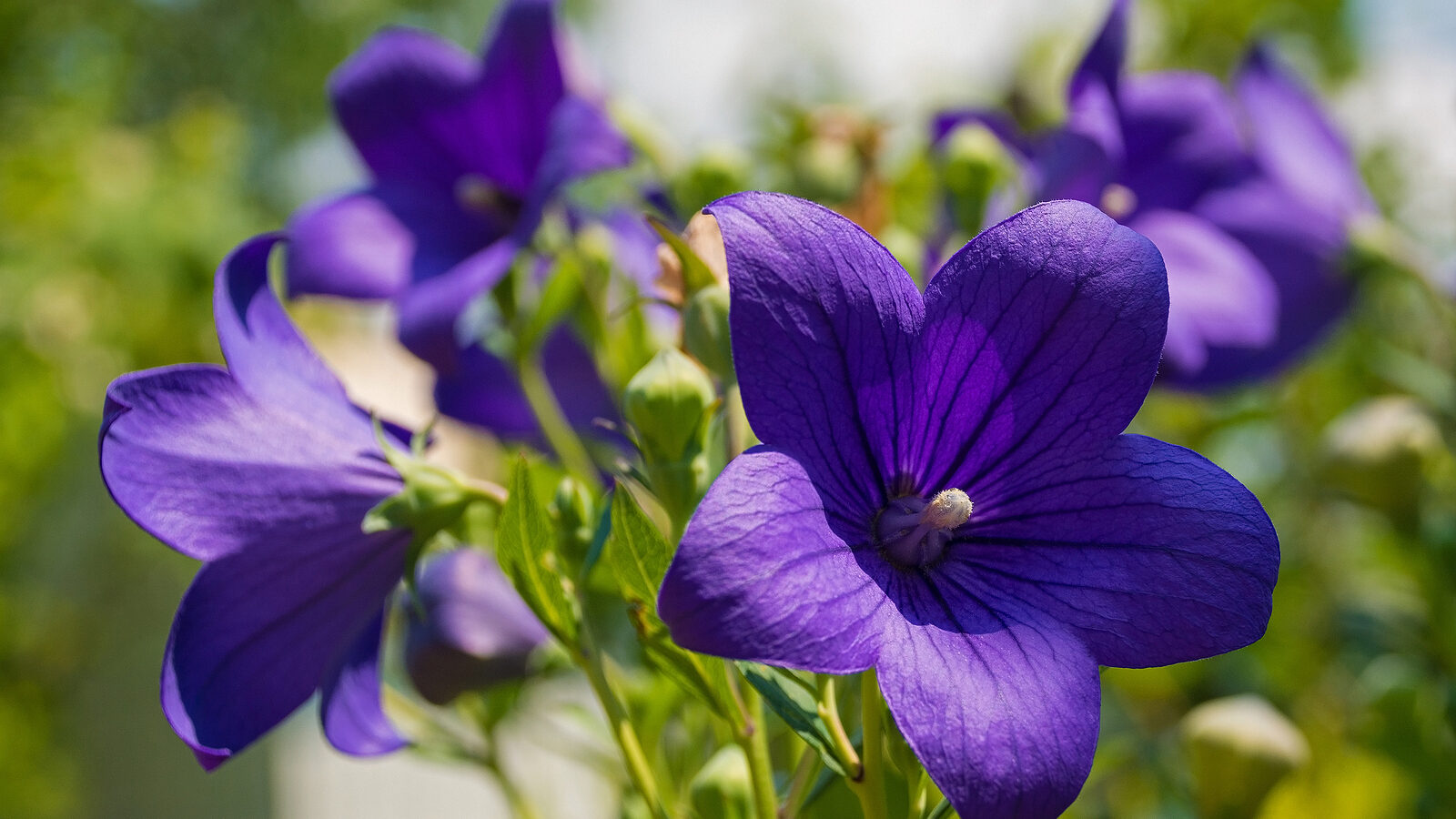 How to Grow Echium - Pride of Madeira