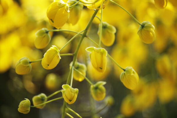 How to Grow Laburnum - Golden Chain Tree - Harvest to Table