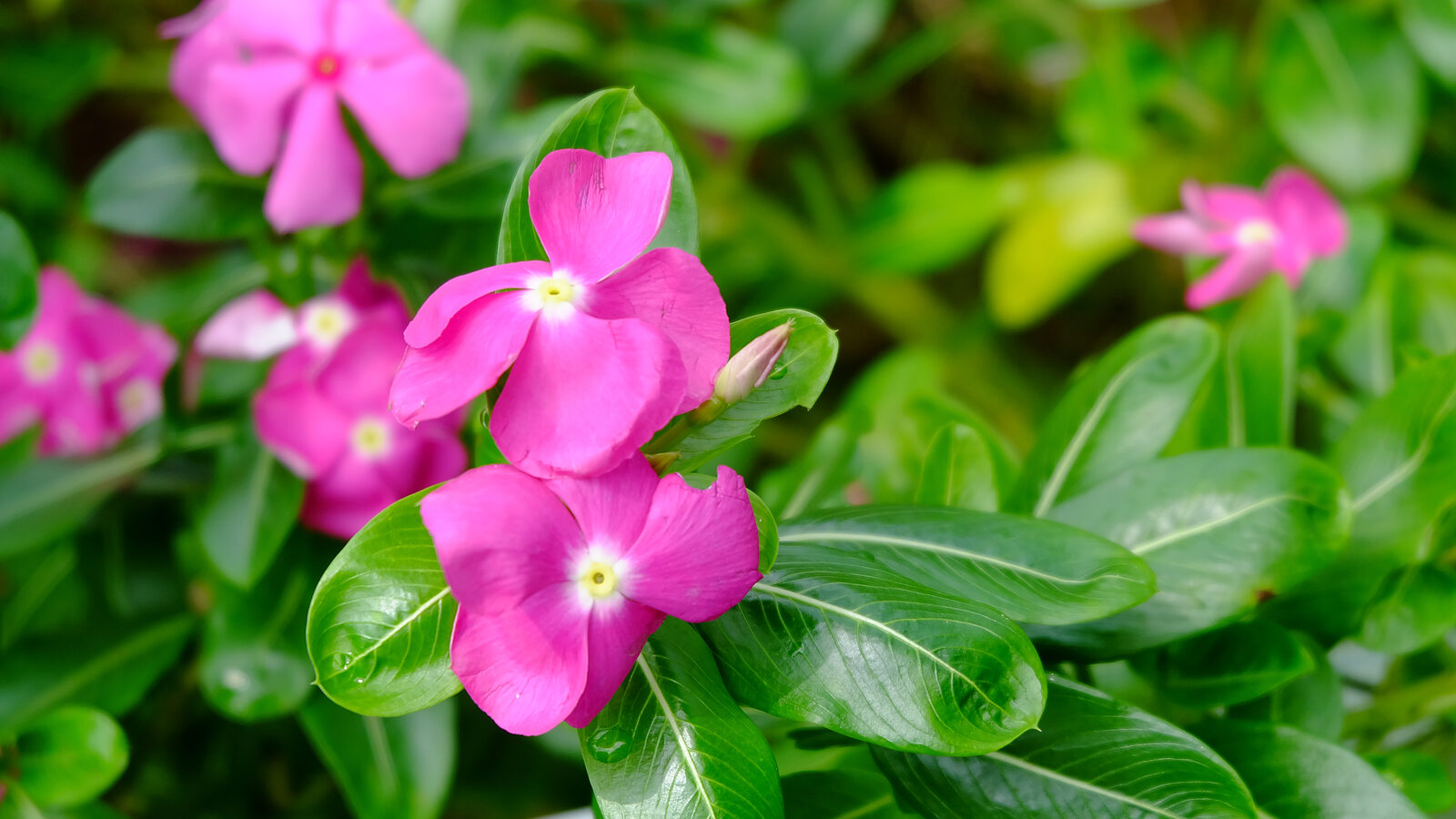How to Grow Periwinkle - Vinca