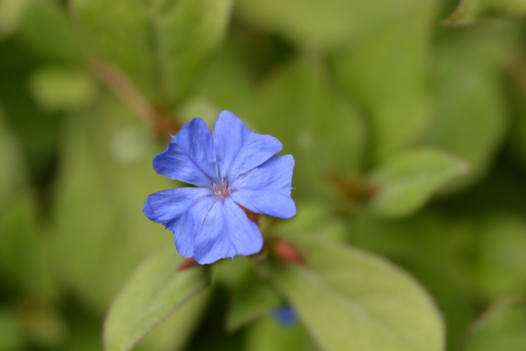 How to Grow Periwinkle - Vinca
