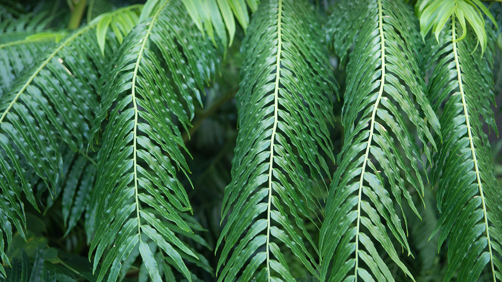 How to Grow Cyathea - Australian Tree Fern