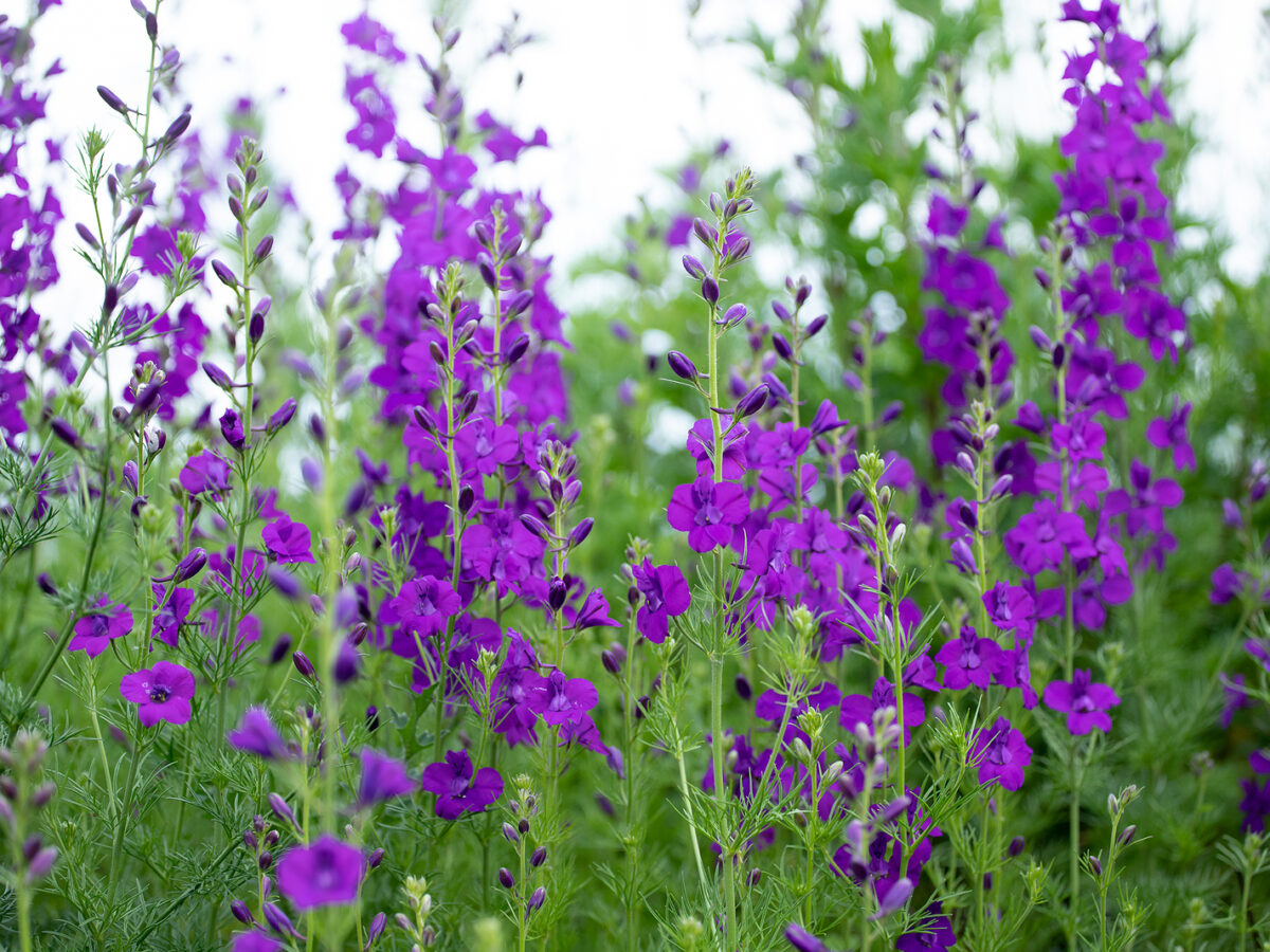 How to Plant and Grow Rutabaga - Harvest to Table