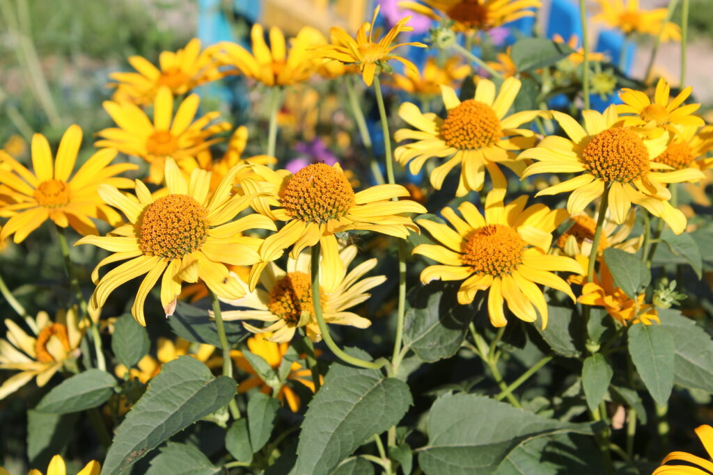 How to Grow Euryops