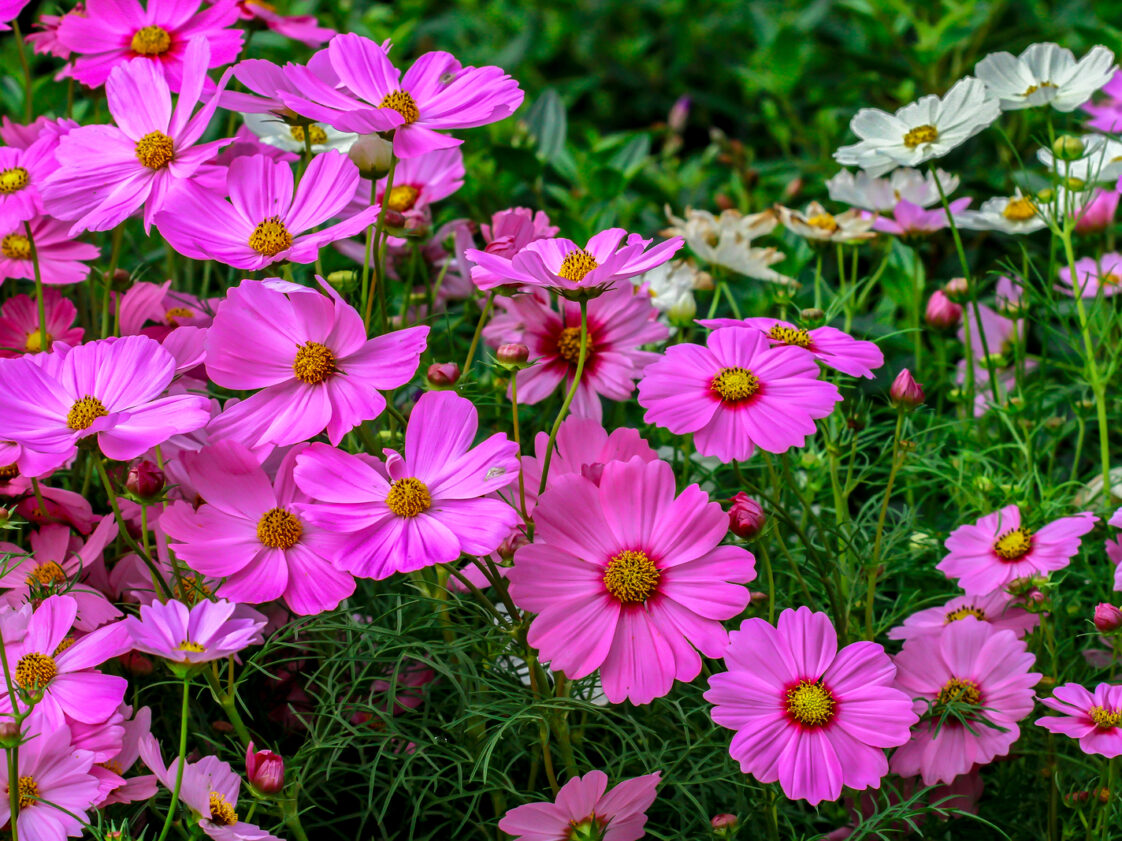 Complete Guide to Growing Vegetables in Containers