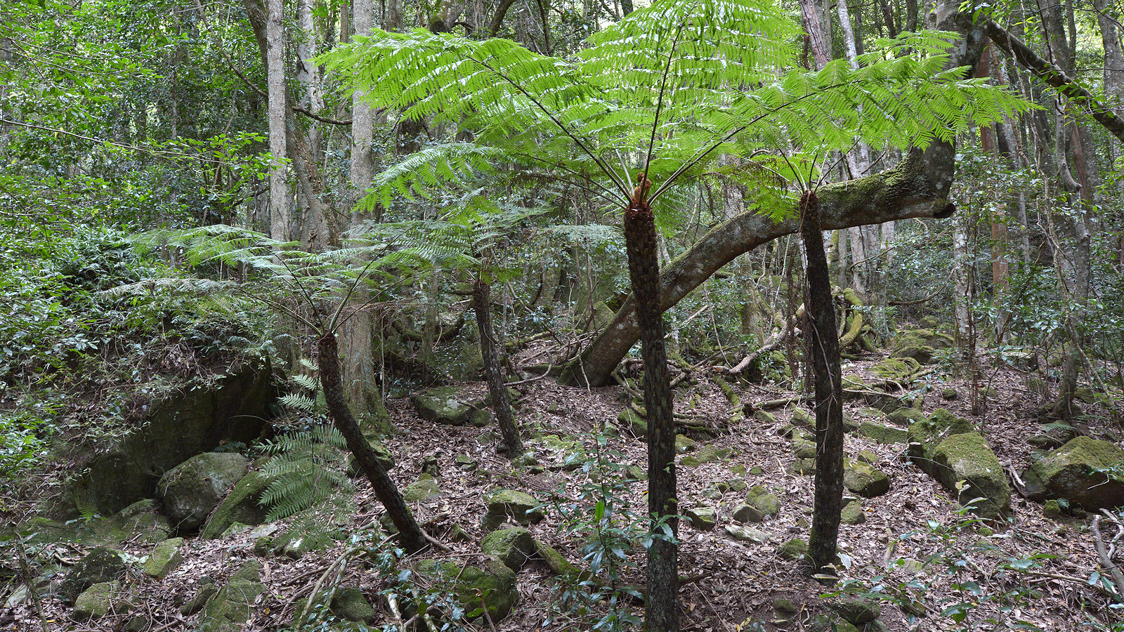 How to Grow Wood Fern - Dryopteris