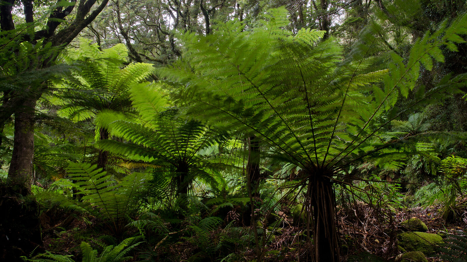 How to Grow Cyathea - Australian Tree Fern