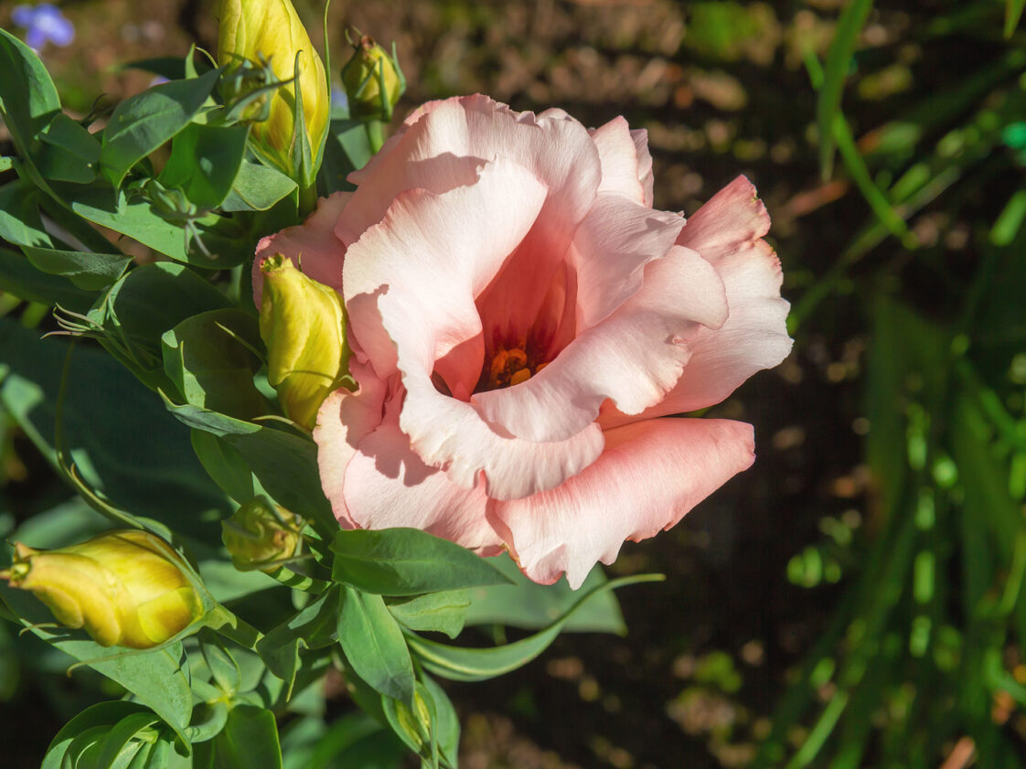 Spinach Growing Problems and Solutions - Harvest to Table