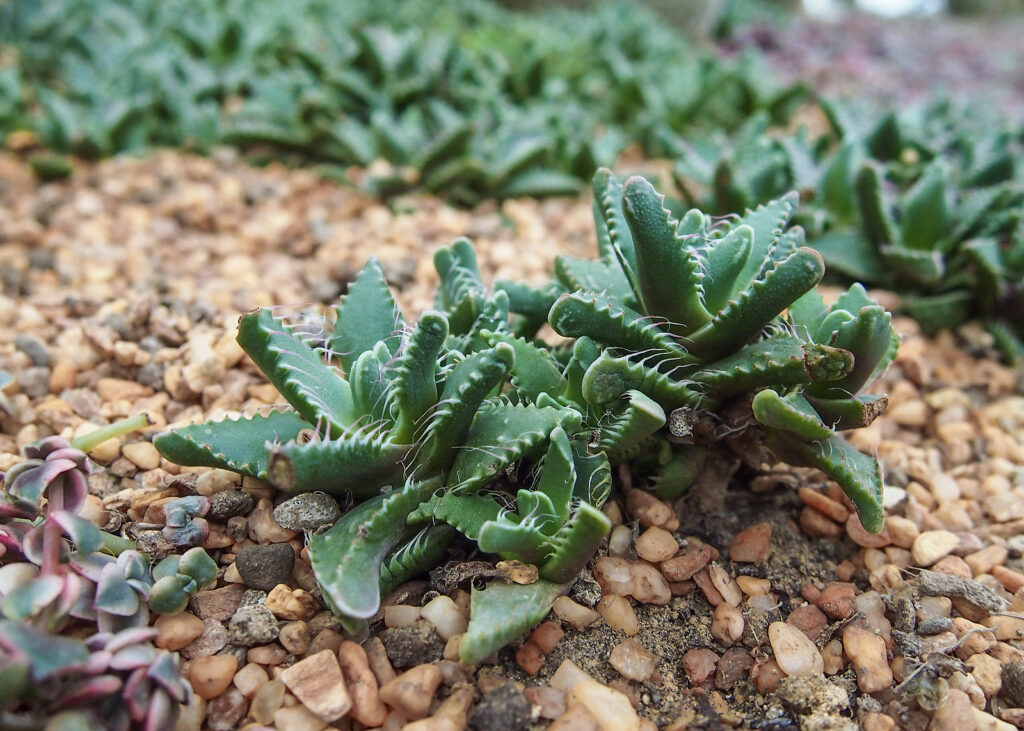 How to Grow Faucaria