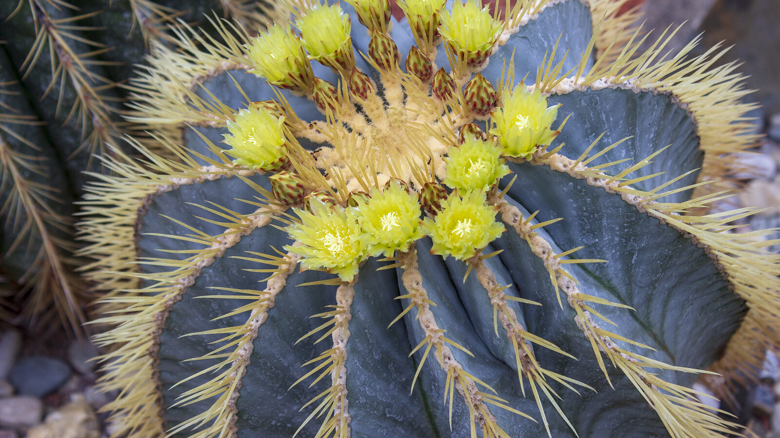 How to Grow and Care for Cereus