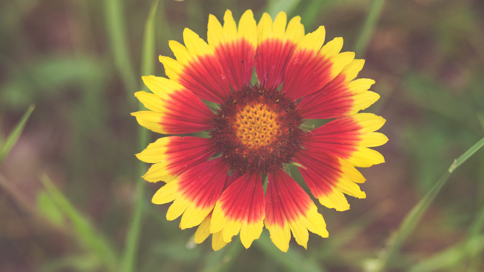 How to Grow Lavatera - Tree Mallow