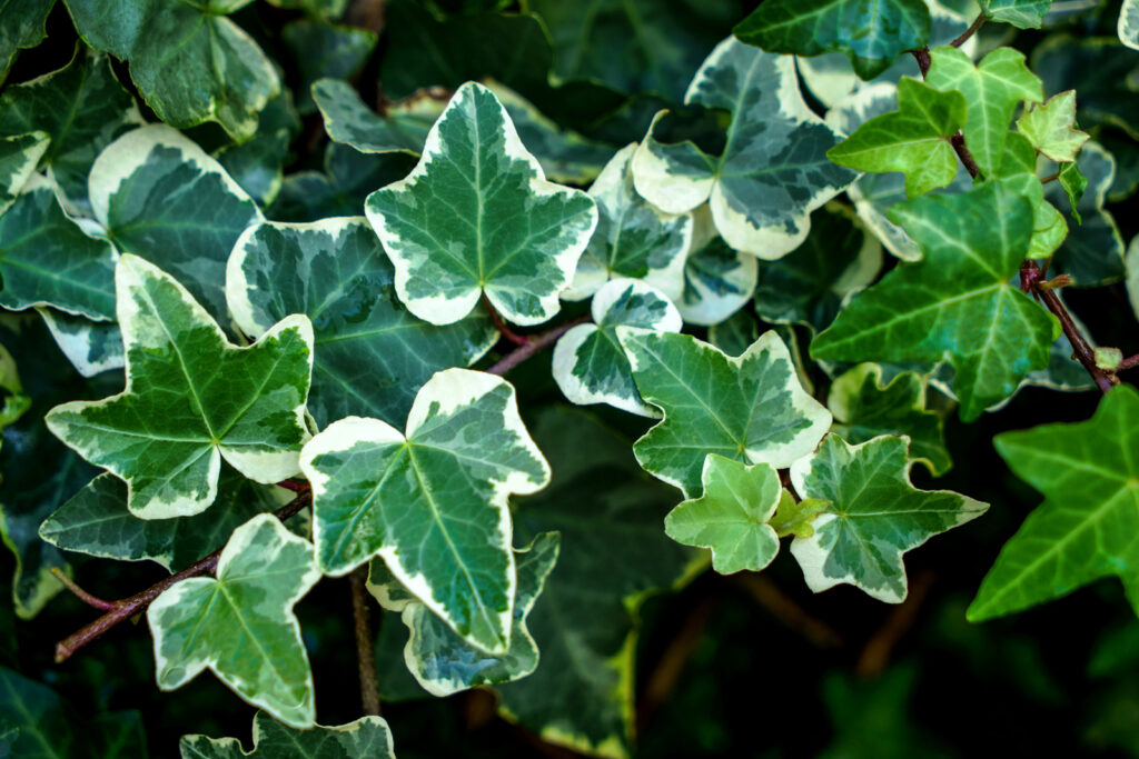 How to Grow Hedera - Ivy