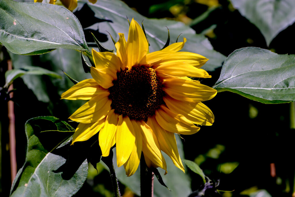 How to Grow and Care for Helianthus Sunflower--Garden Chronicle