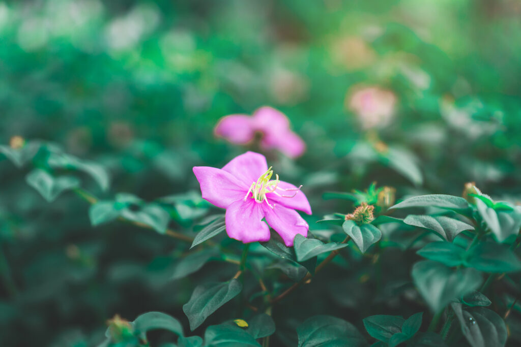 How to Grow Periwinkle - Vinca