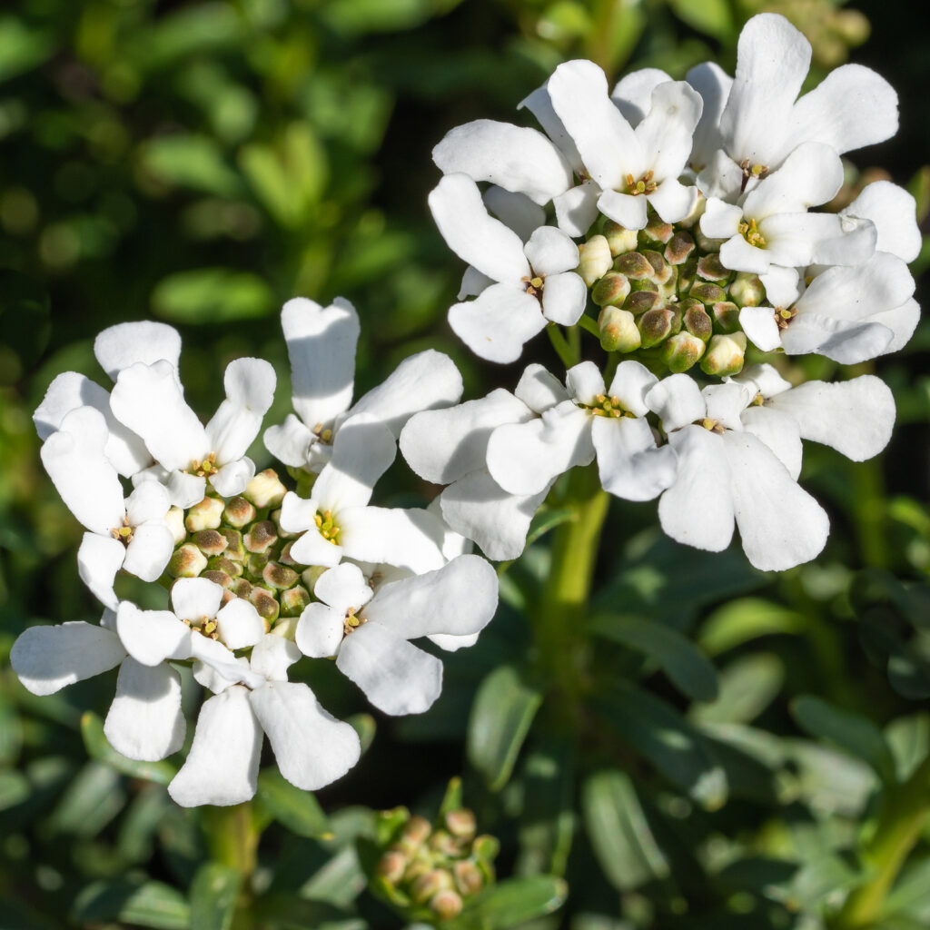 How to Grow Iberis - Candytuft
