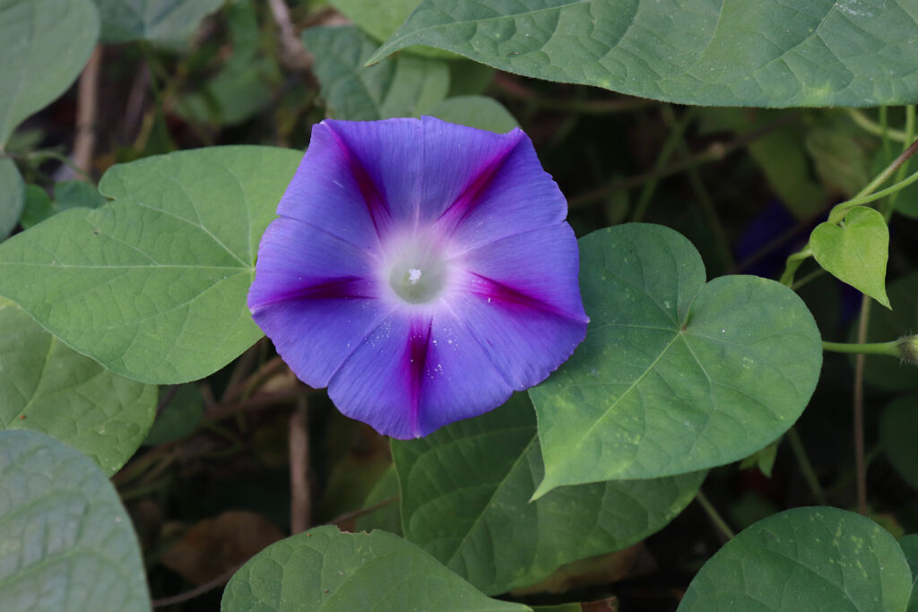 How to Grow and Care for Morning Glory