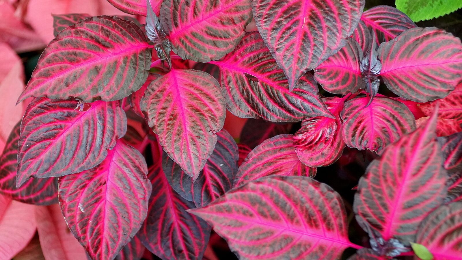 How to Grow Bird-Catcher Tree - Pisonia - Harvest to Table