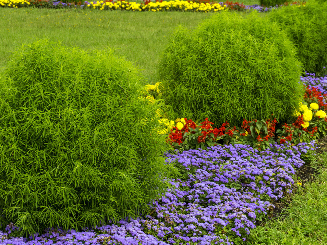 Baby Beets: Steamed, Baked, Pickled - Harvest to Table