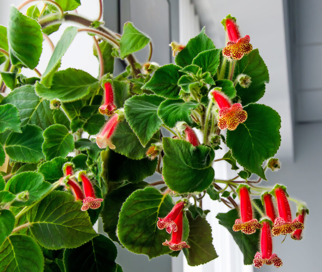How to Grow Kohleria