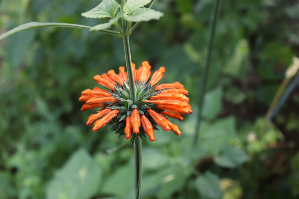 How to Grow Leonotis - Lion's Ear
