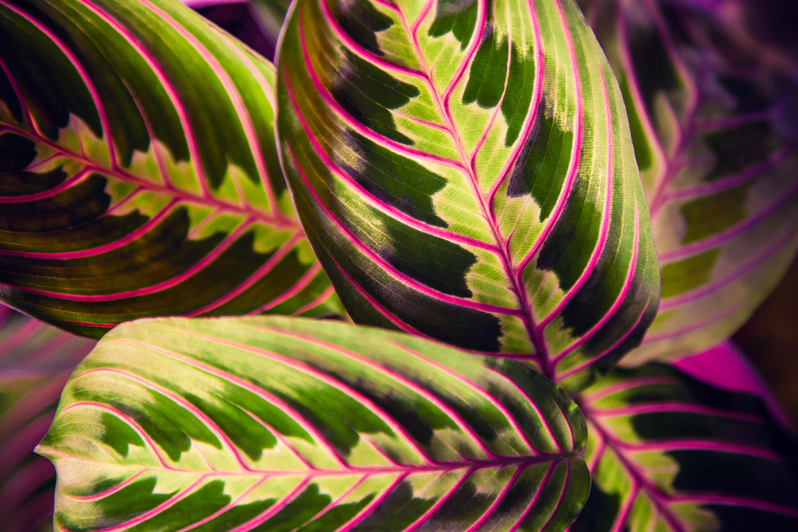 How to Grow Maranta - Prayer Plant