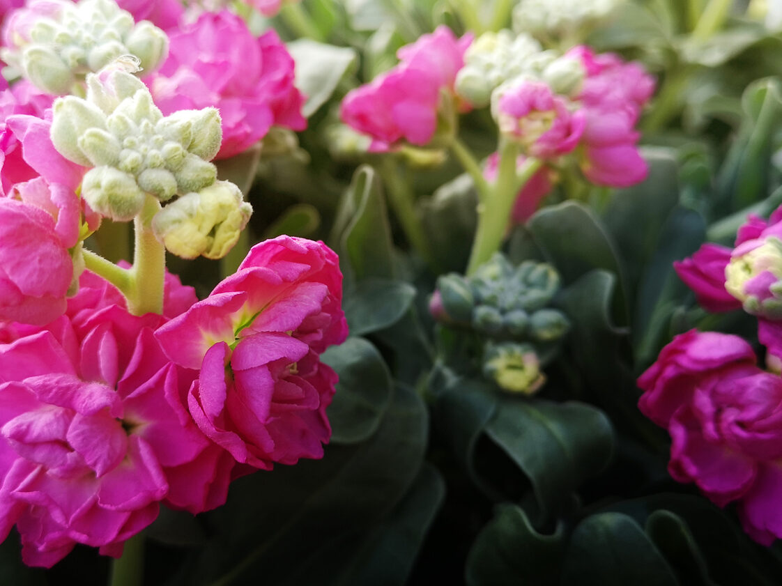 How to Plant and Grow Peaches and Nectarines -- Harvest to Table