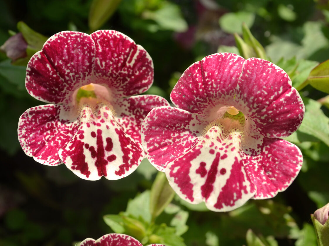 Five Ways to Cook and Serve Sunchokes -- Harvest to Table