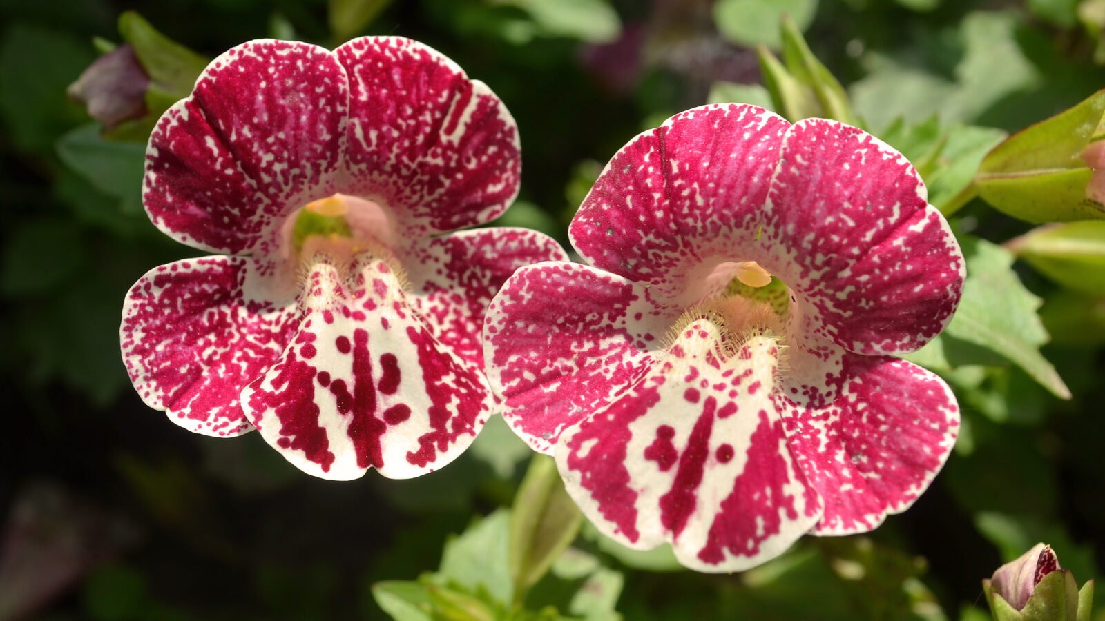 How to Grow Lithodora