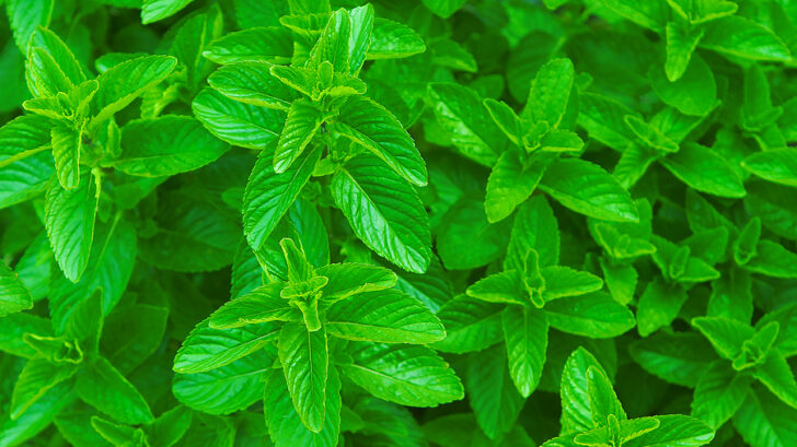 How to Plant, Grow, and Harvest Mint - Harvest to Table