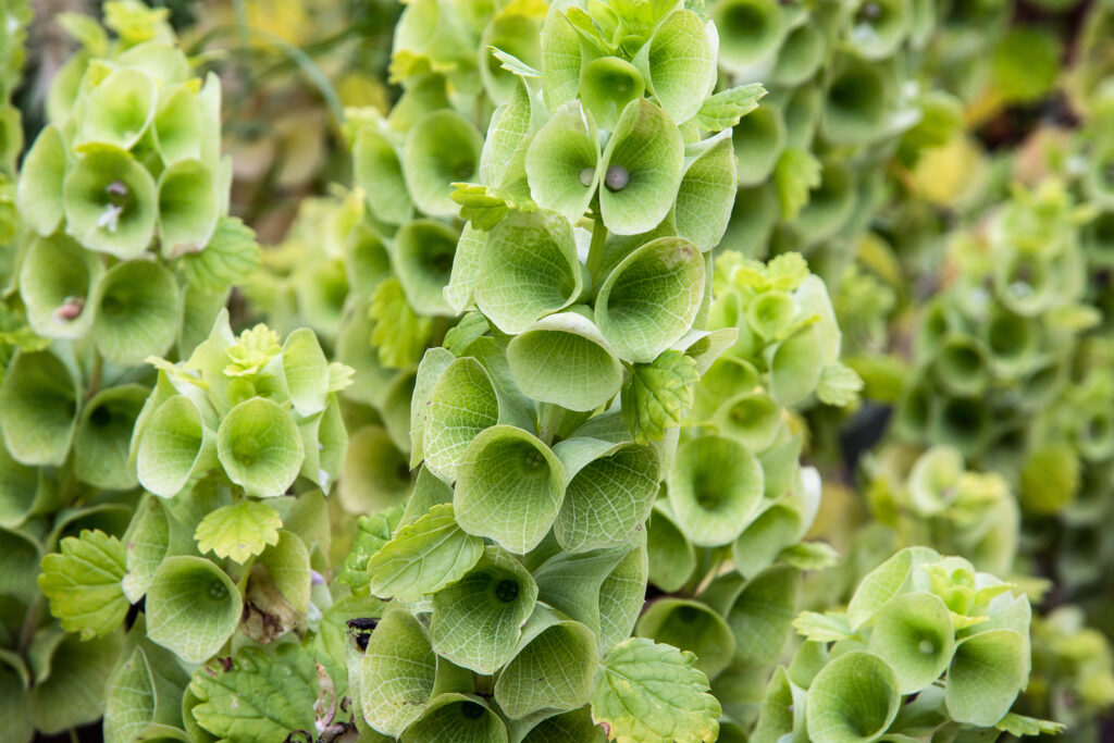 How to Grow Moluccella - Bells of Ireland
