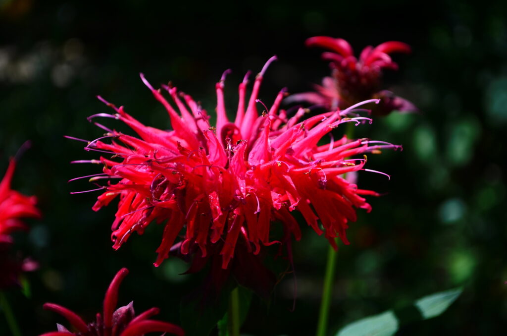 How to Grow and Care for Monarda - Bee Balm