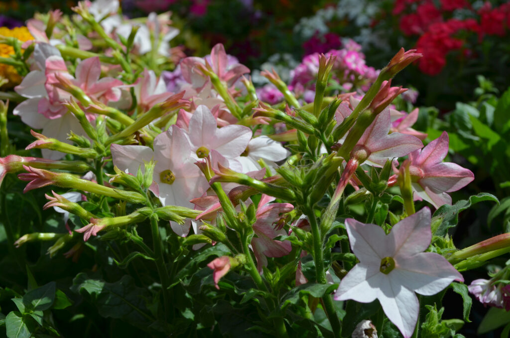 How to Grow Nicotiana - Flowering Tobacco