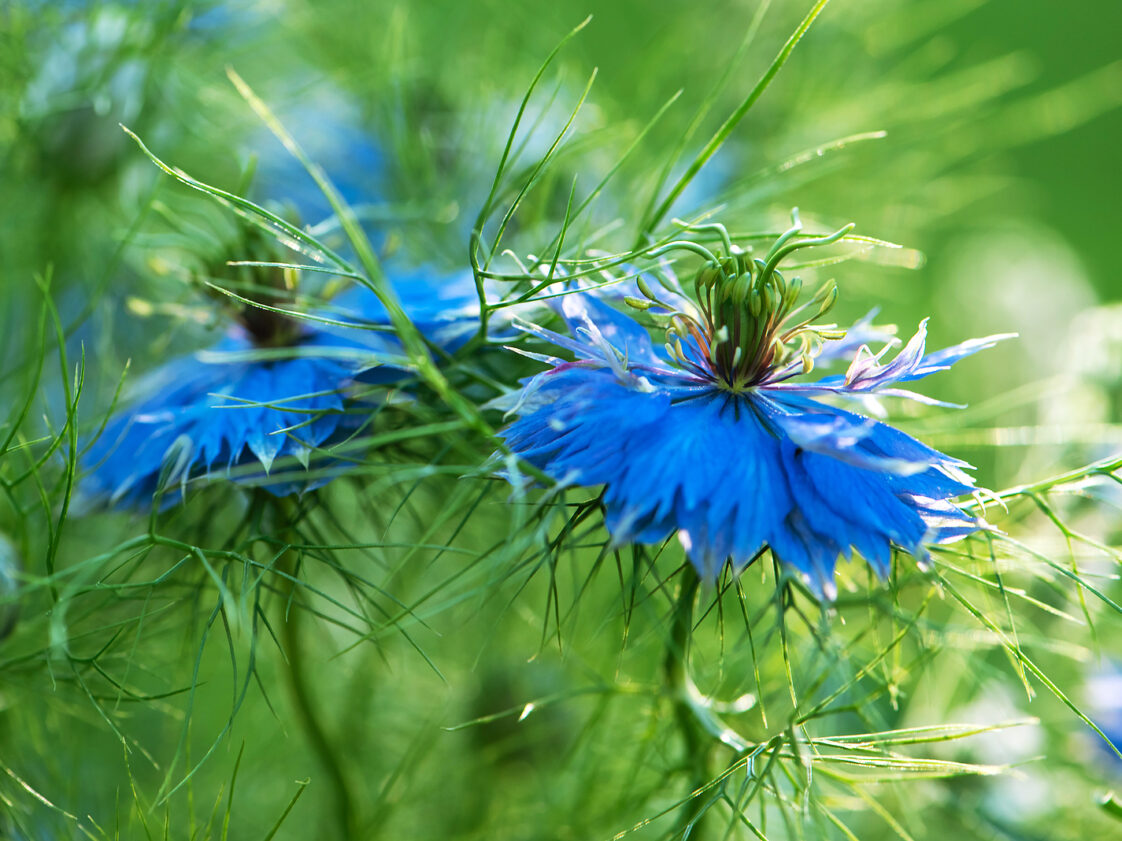 How to Grow Felicia - Blue Marguerite