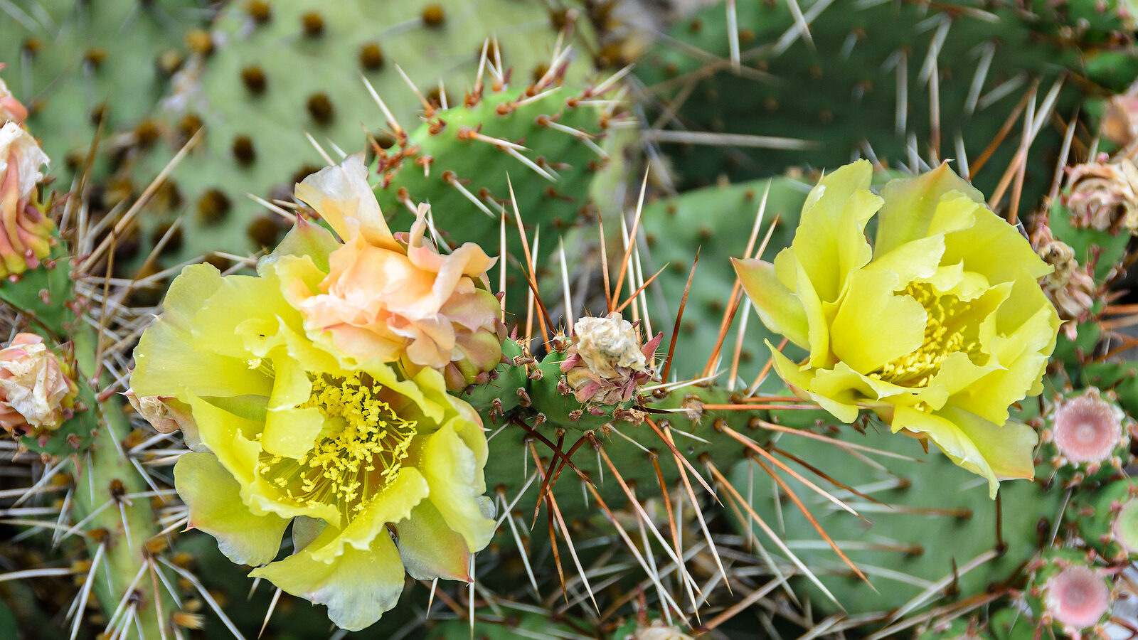 How to Grow Trichocereus - Torch Cactus