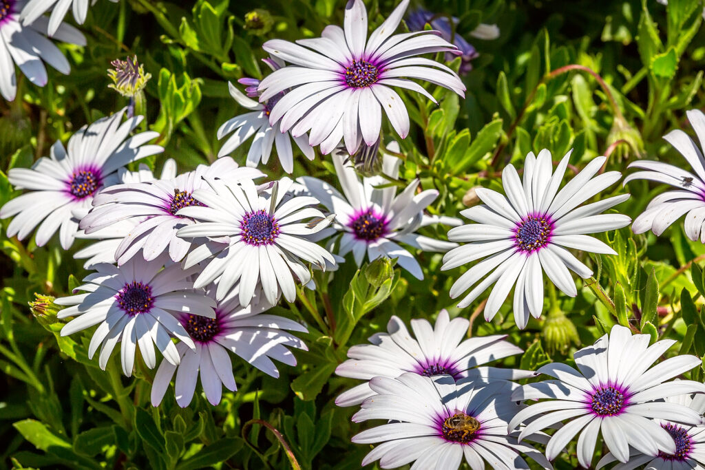 How to Grow Periwinkle - Vinca