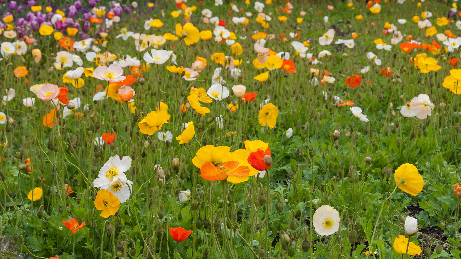 USDA Plant Hardiness Zone Map