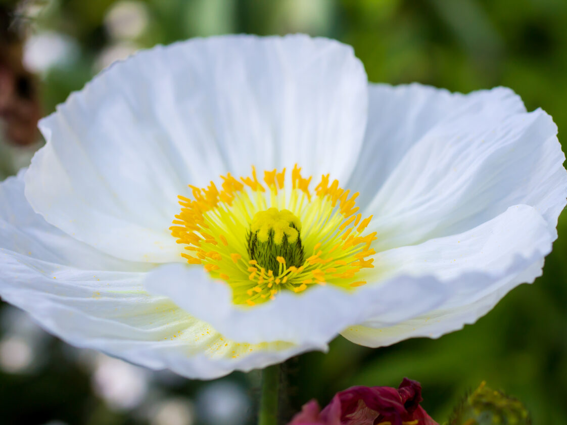 How to Grow Correa - Australian Fuchsia - Harvest to Table