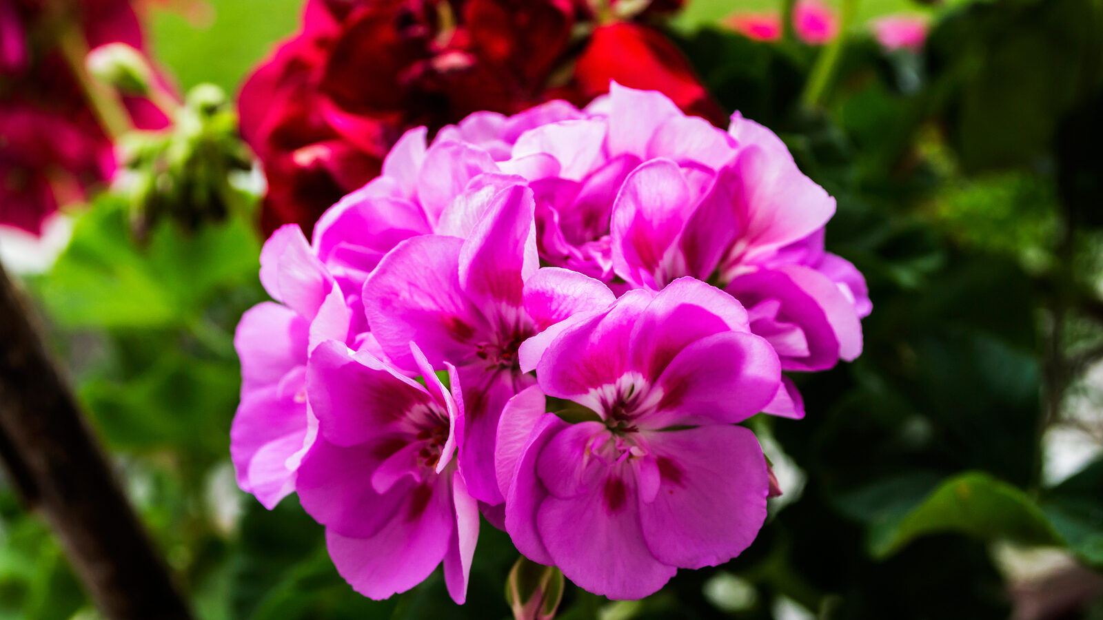 How to Grow Asarum – Wild Ginger