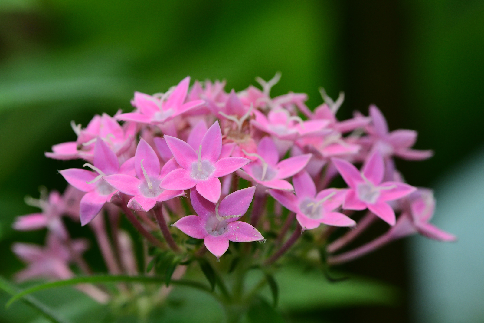 How to Grow Pentas