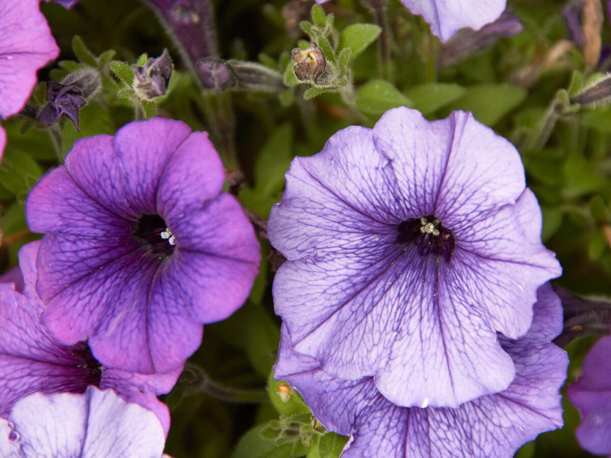 Cauliflower Seed Starting Tips -- Harvest to Table Cauliflower Seed Starting Tips -- Harvest to Table