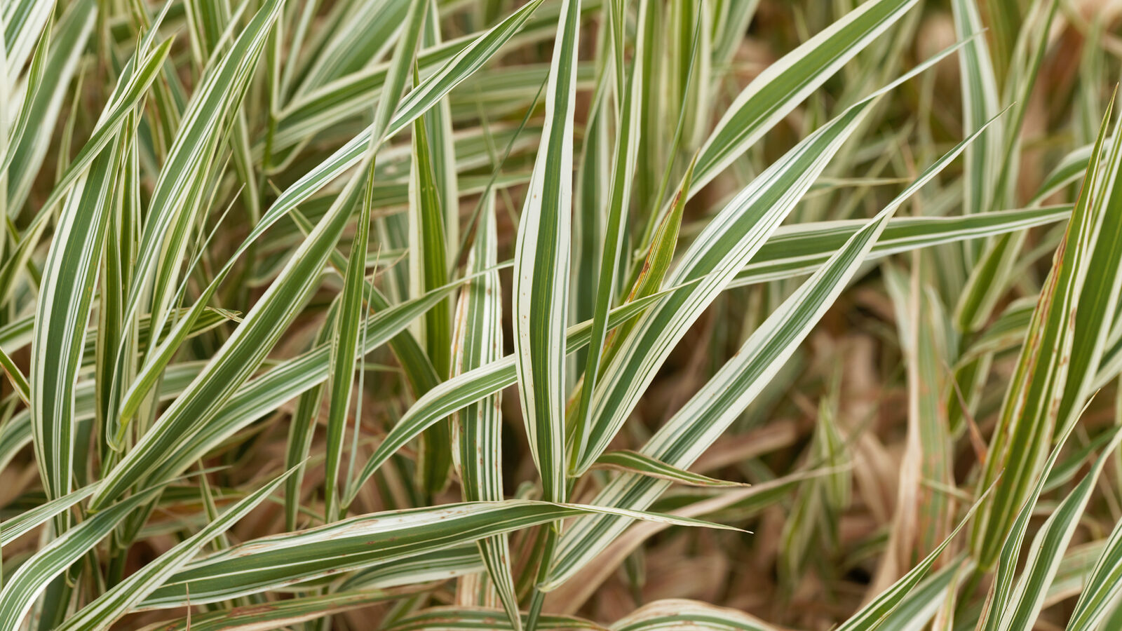 How to Grow Phormium - New Zealand Flax