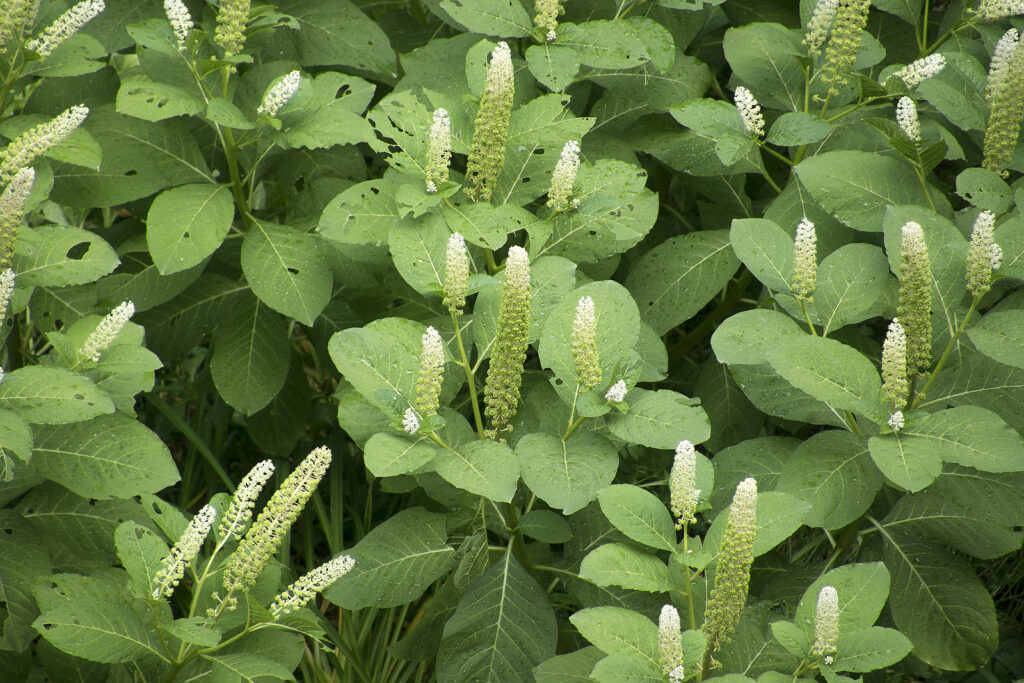 How to Grow Calamintha