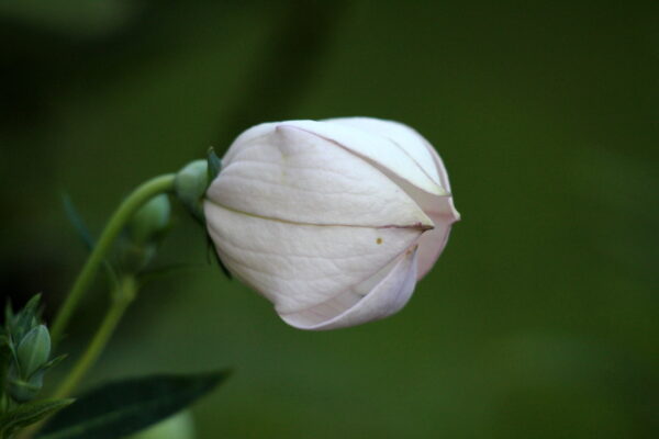 How to Grow Platycodon - Balloon flower