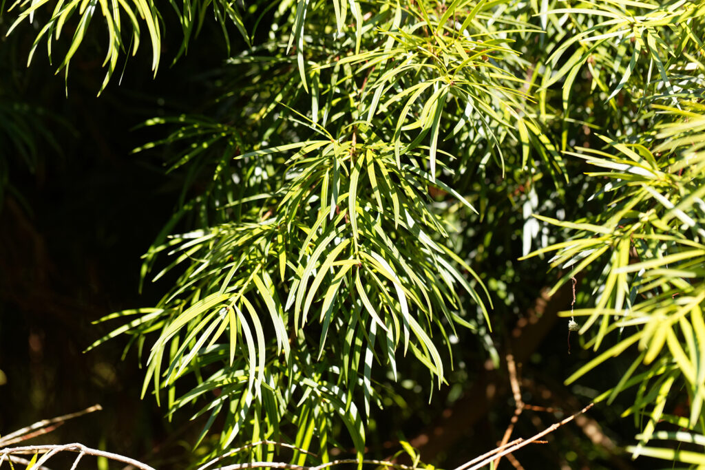 How to Grow Podocarpus