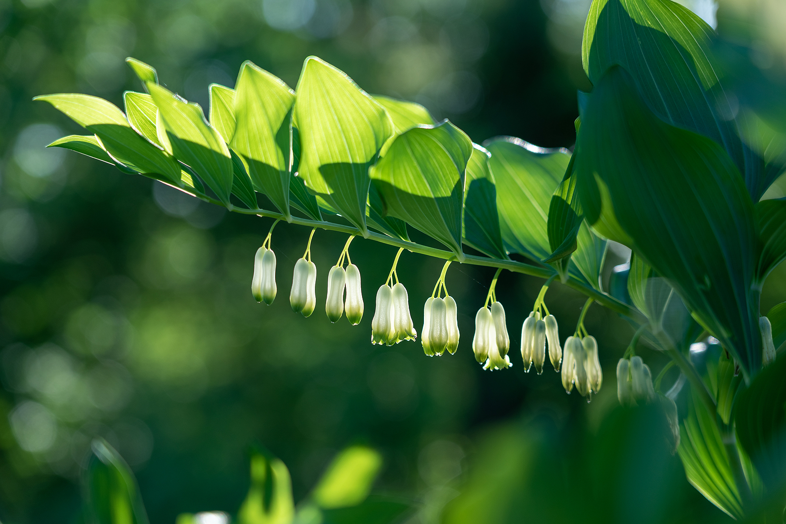 How to Grow Polygonatum - Solomon's Seal
