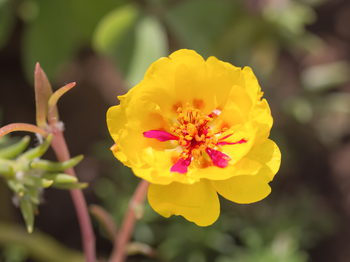 How to Cook and Serve Parsley Root -- Harvest to Table