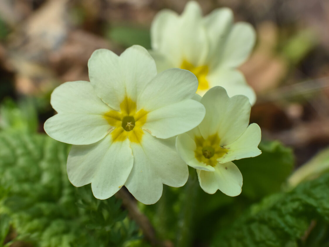 How to Grow, Harvest, and Serve Good King Henry - Harvest to Table