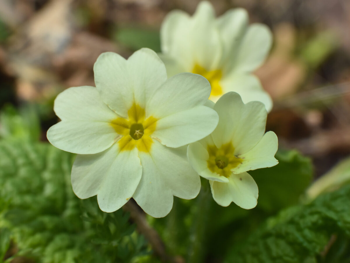 Harlequin Bug Organic Pest Control -- Harvest to Table