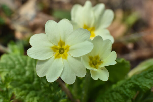 How to Grow Polyanthus Primrose