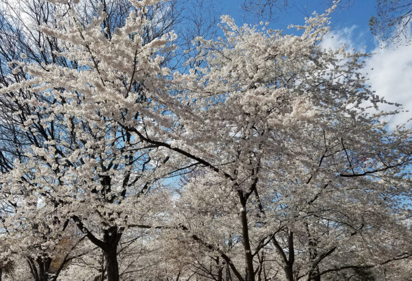 How to Grow Prunus - Flowering Cherry and Plum Trees