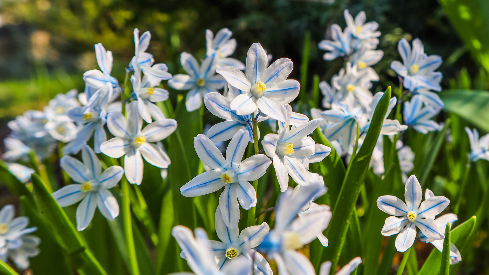 How to Grow Ipheion - Spring Starflower